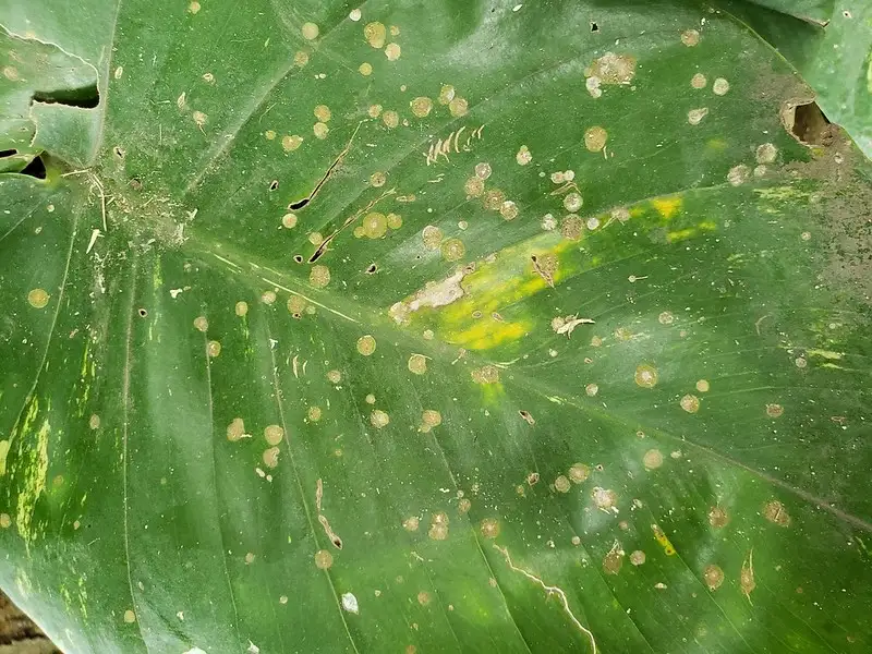 Brown Spots on Pothos Leaves? 5 Common Causes & Simple Fixes